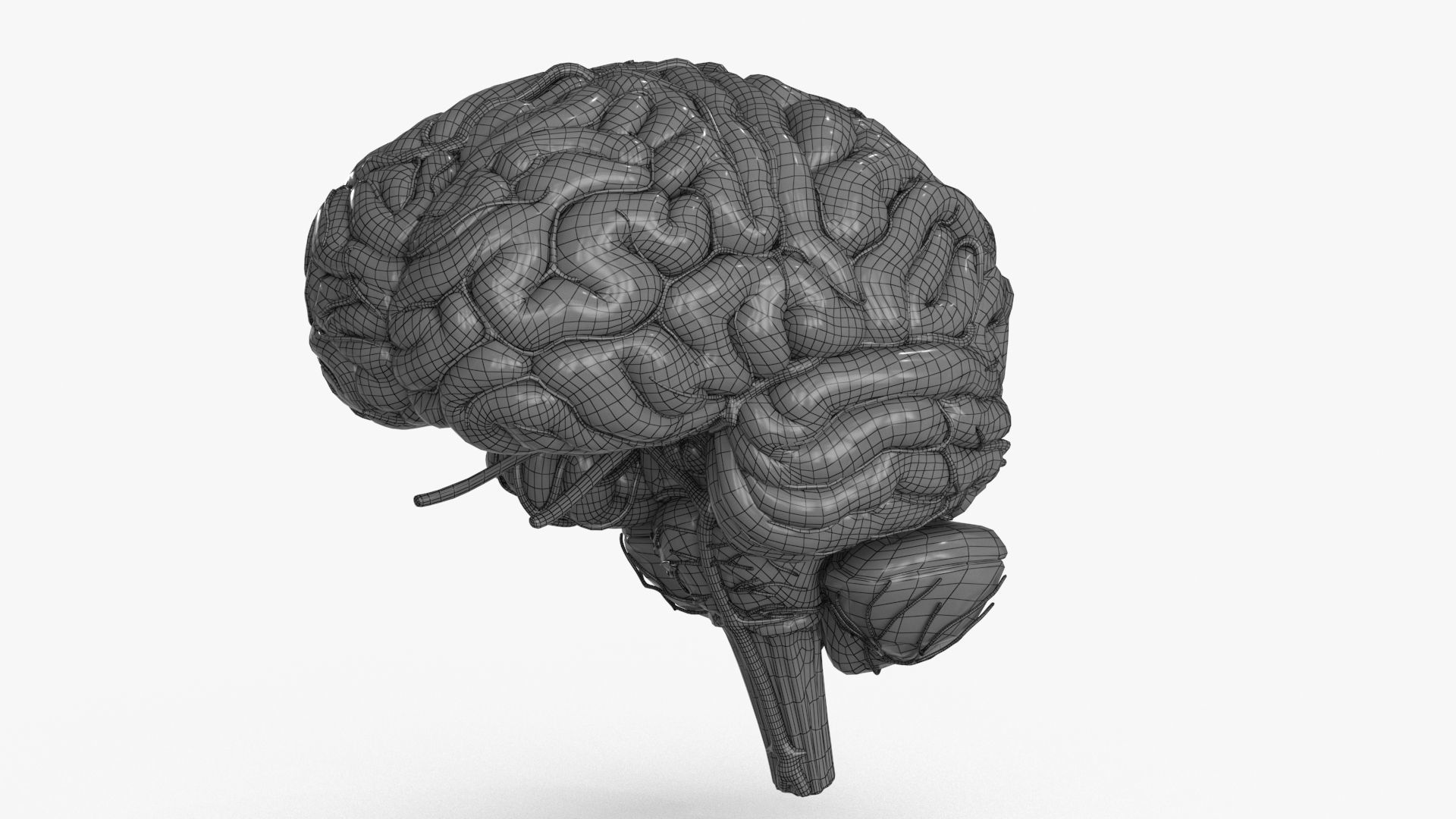 3D model Brain Schematic VR / AR / low-poly | CGTrader