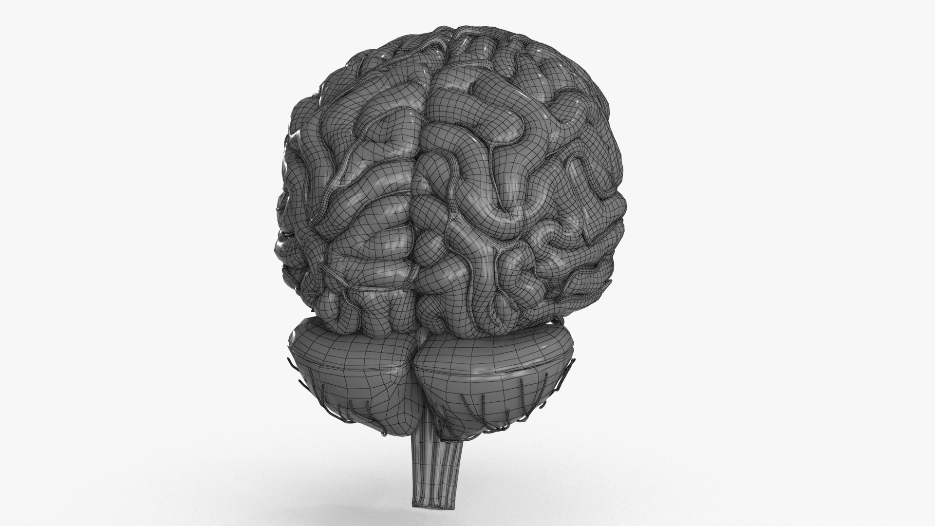 3D model Brain Schematic VR / AR / low-poly | CGTrader