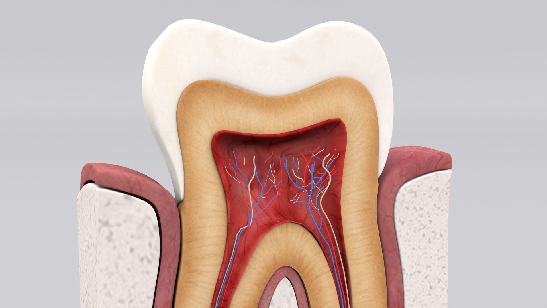 3D model TOOTH DISSECTION 3D MODEL VR / AR / low-poly | CGTrader