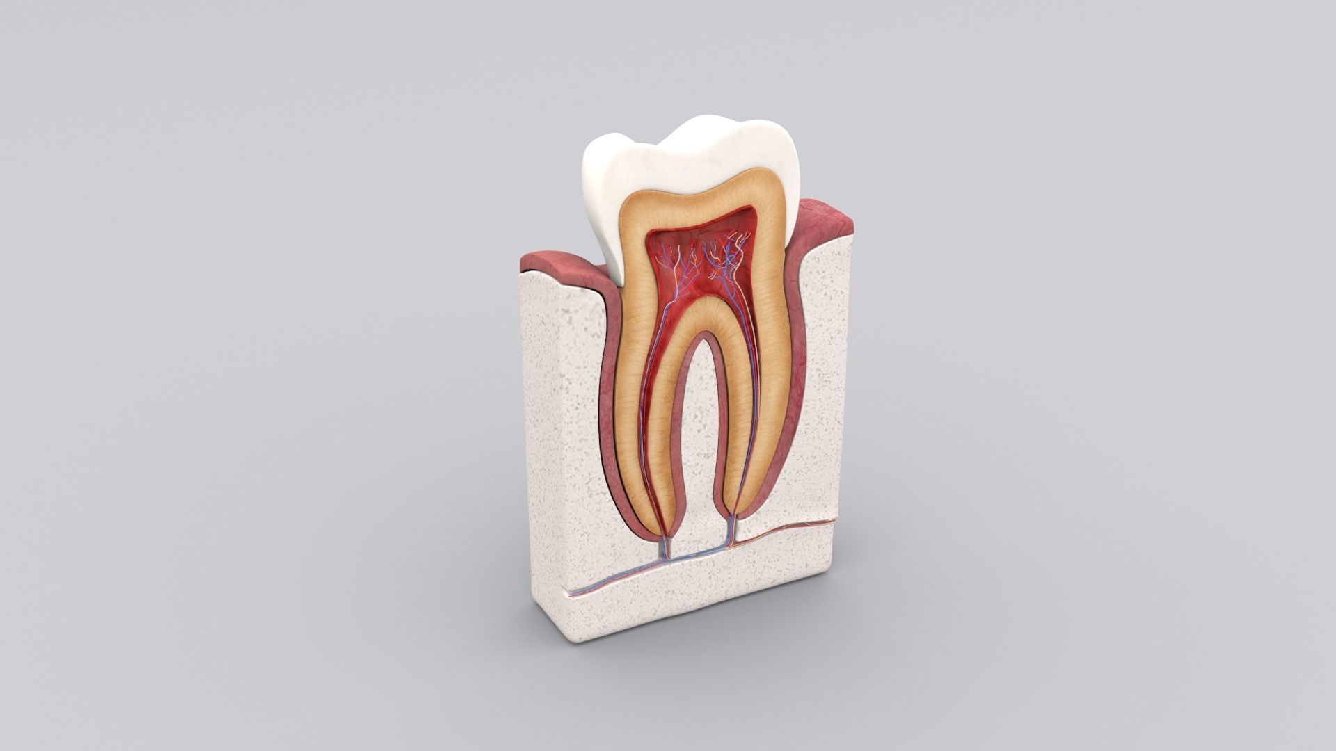 3D model TOOTH DISSECTION 3D MODEL VR / AR / low-poly | CGTrader