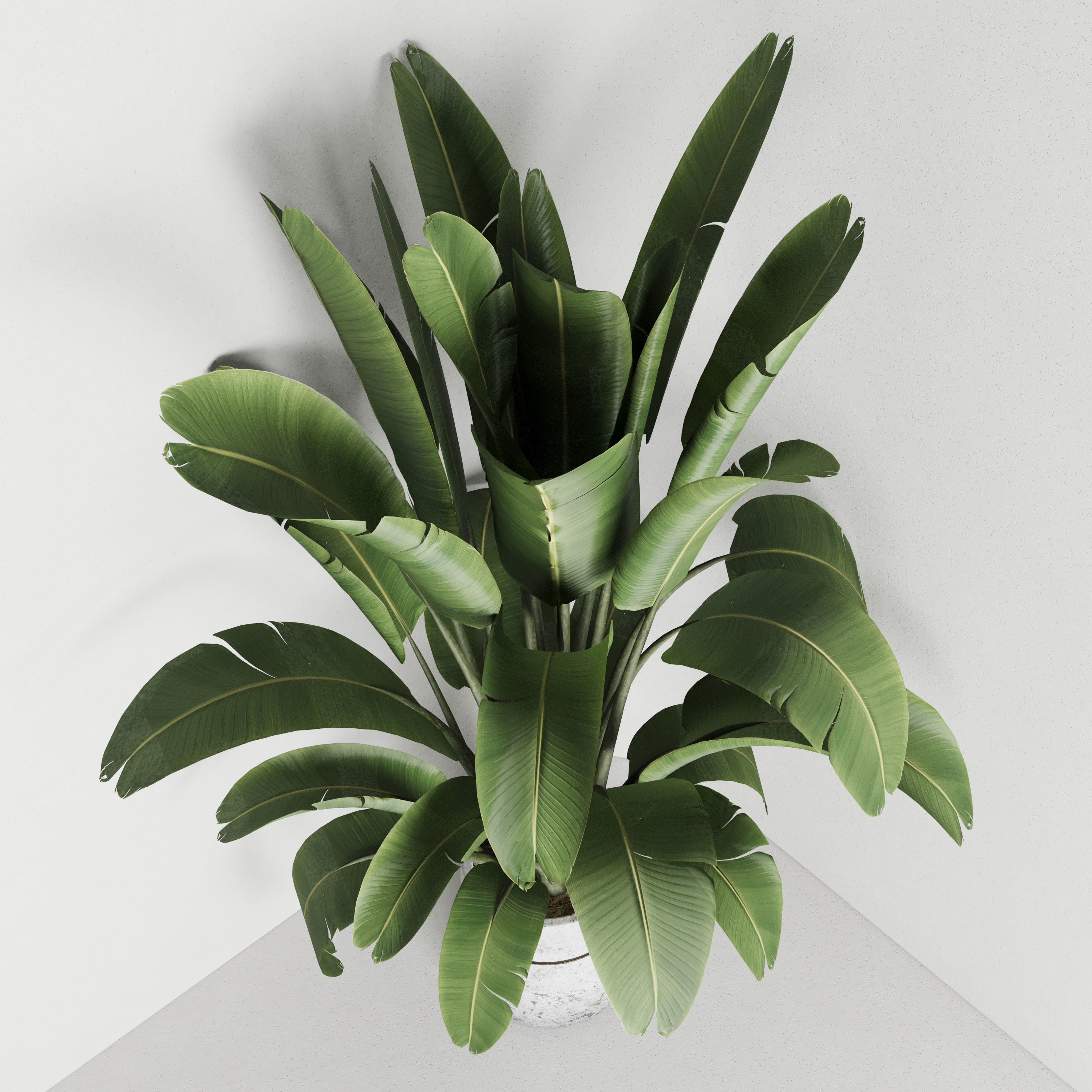 3D model Pot plant ravenala tree for the corner - indoor plant set 429 ...