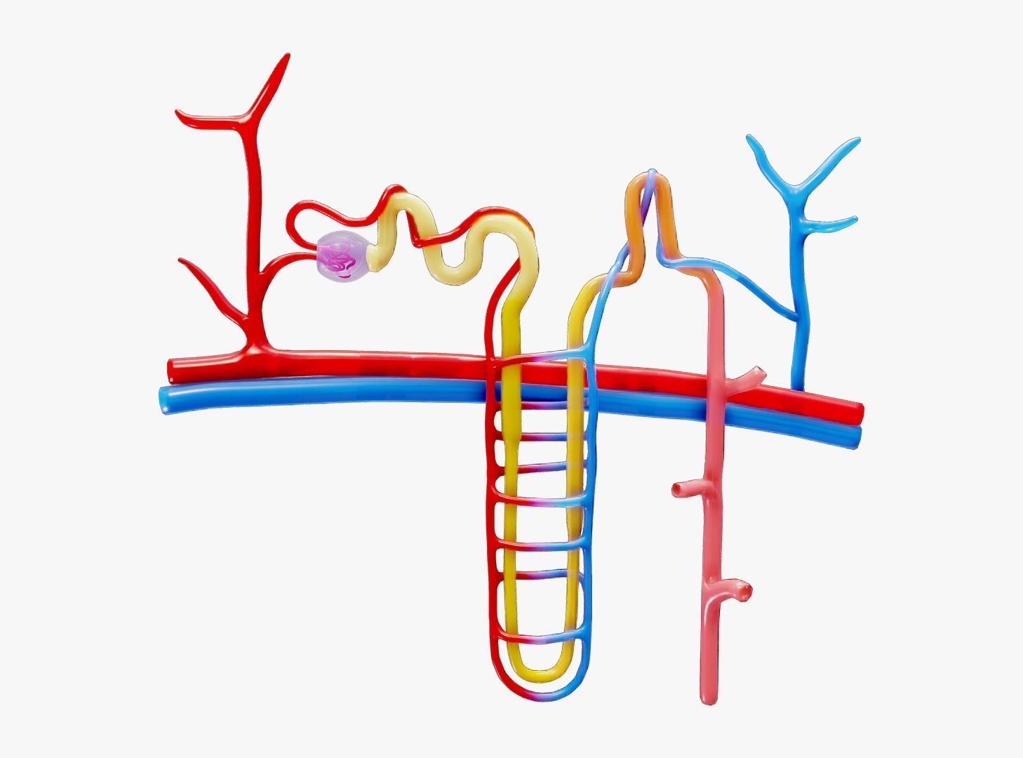Kidney Nephron Structure Anatomy 3D model | CGTrader