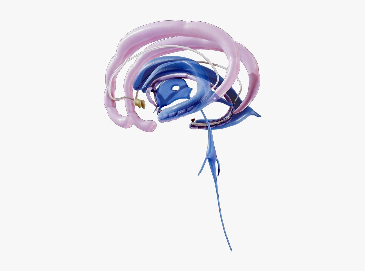 Limbic System Anatomy 3D model | CGTrader