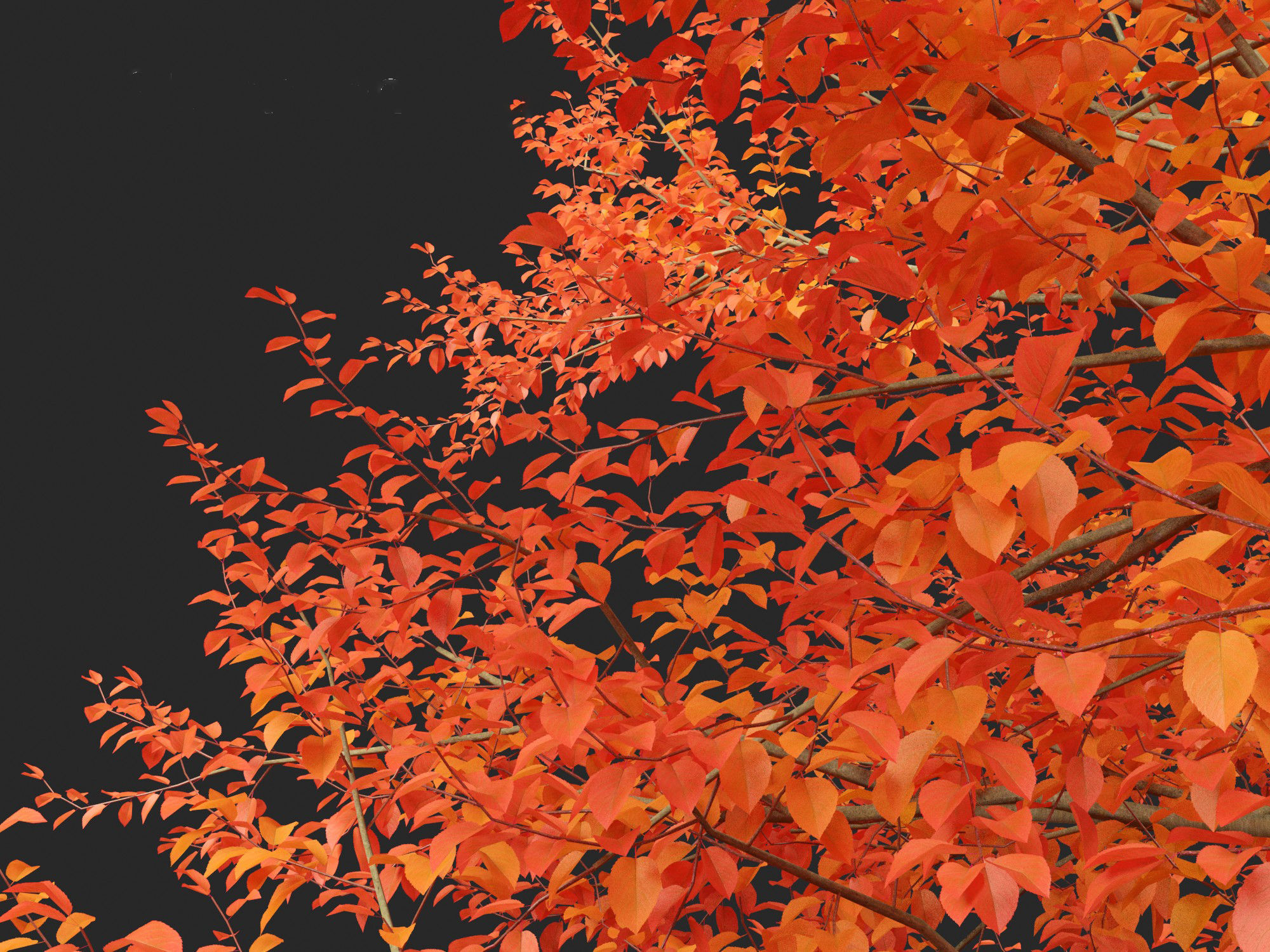Amelanchier lamarckii - juneberry 01 3D model | CGTrader
