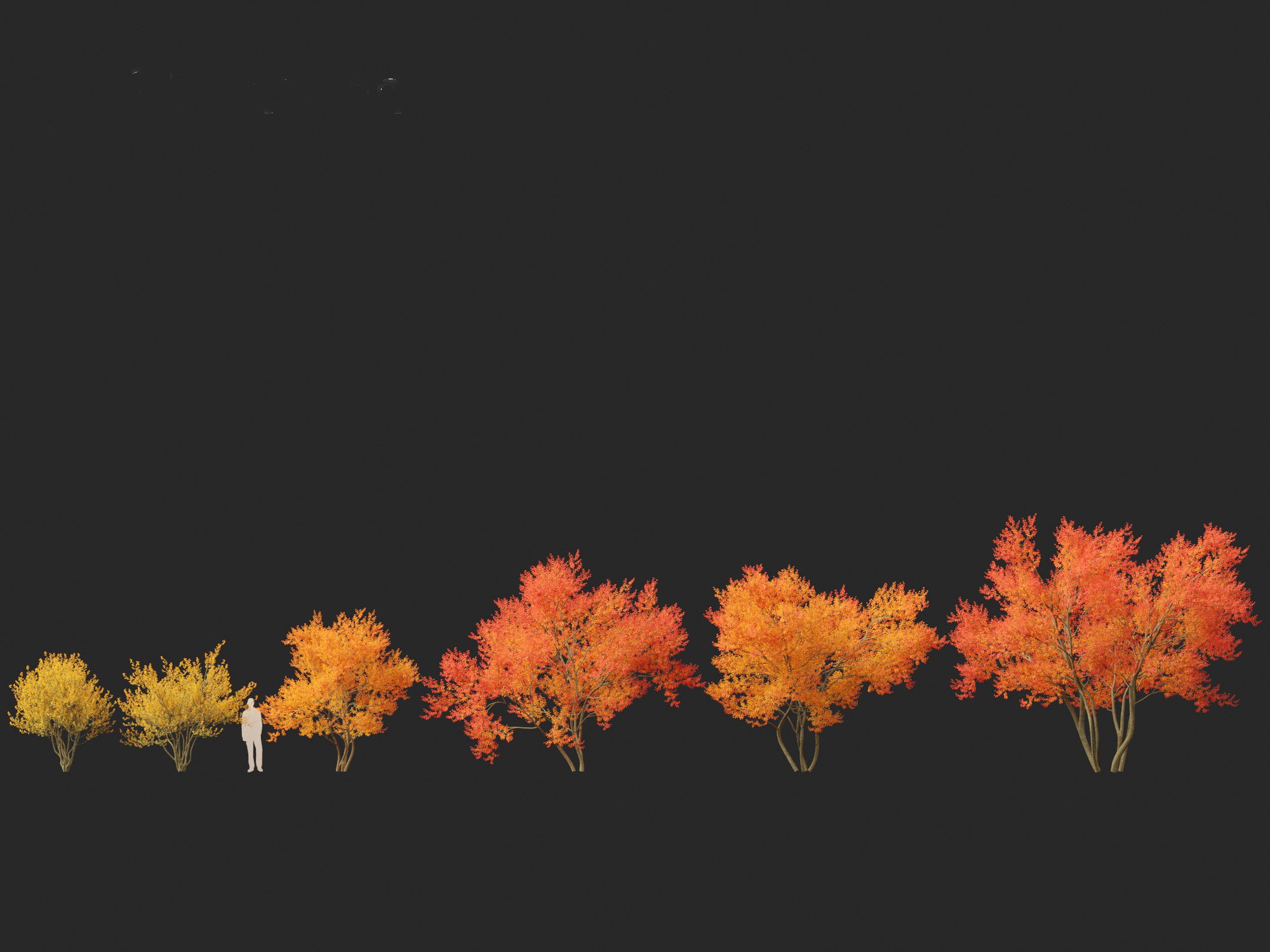 Amelanchier lamarckii - juneberry 01 3D model | CGTrader