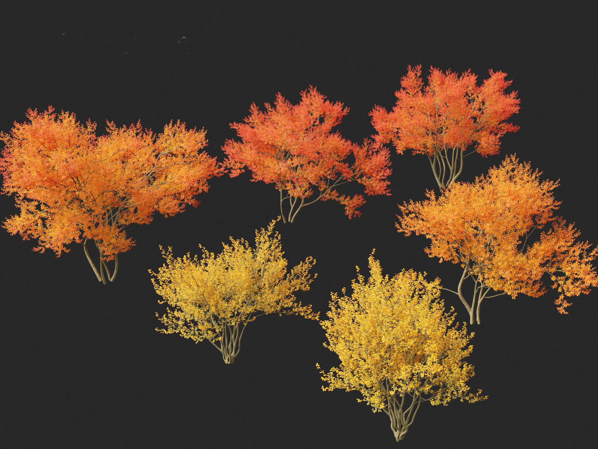 Amelanchier lamarckii - juneberry 01 3D model | CGTrader