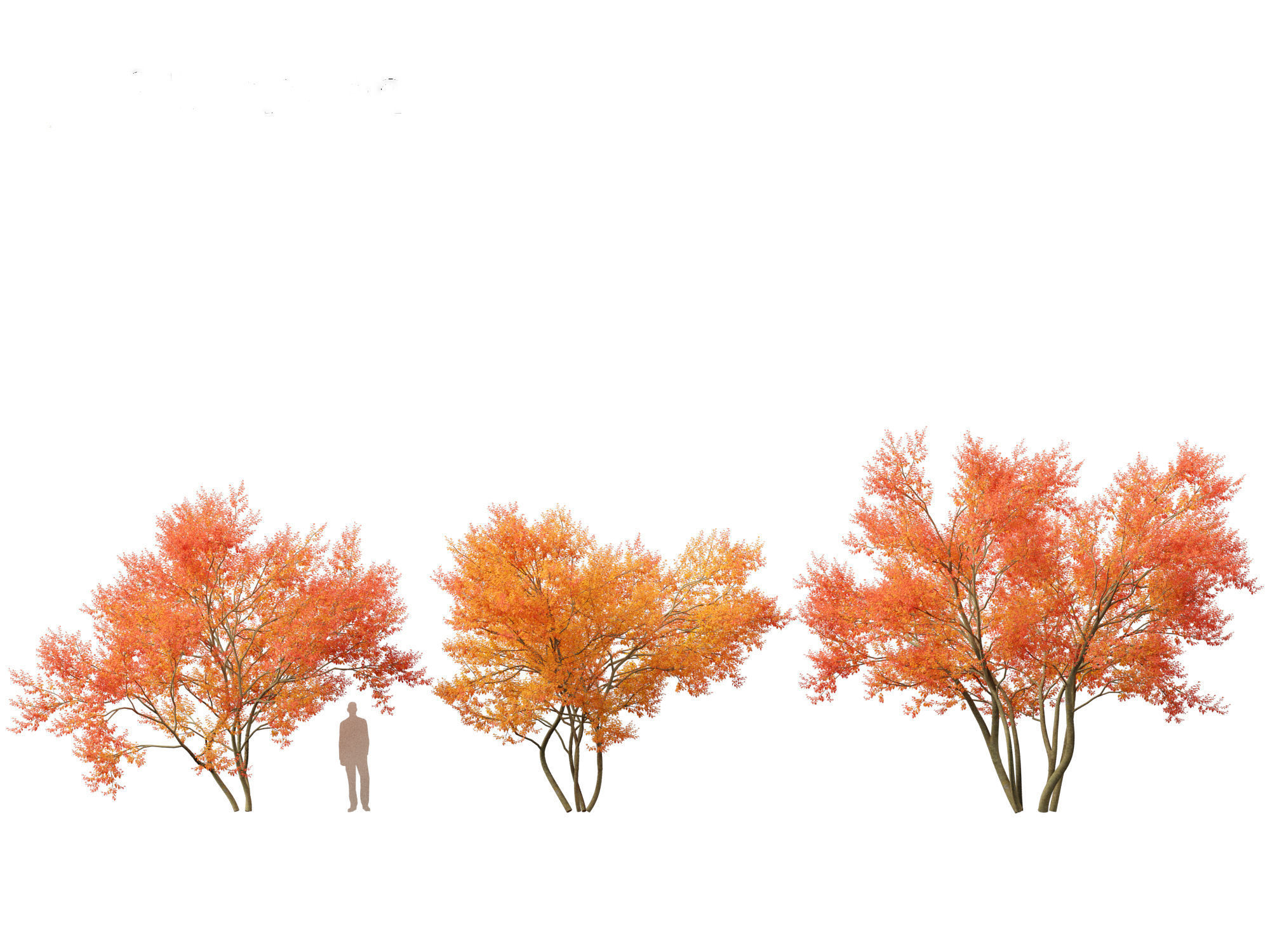 Amelanchier lamarckii - juneberry 01 3D model | CGTrader