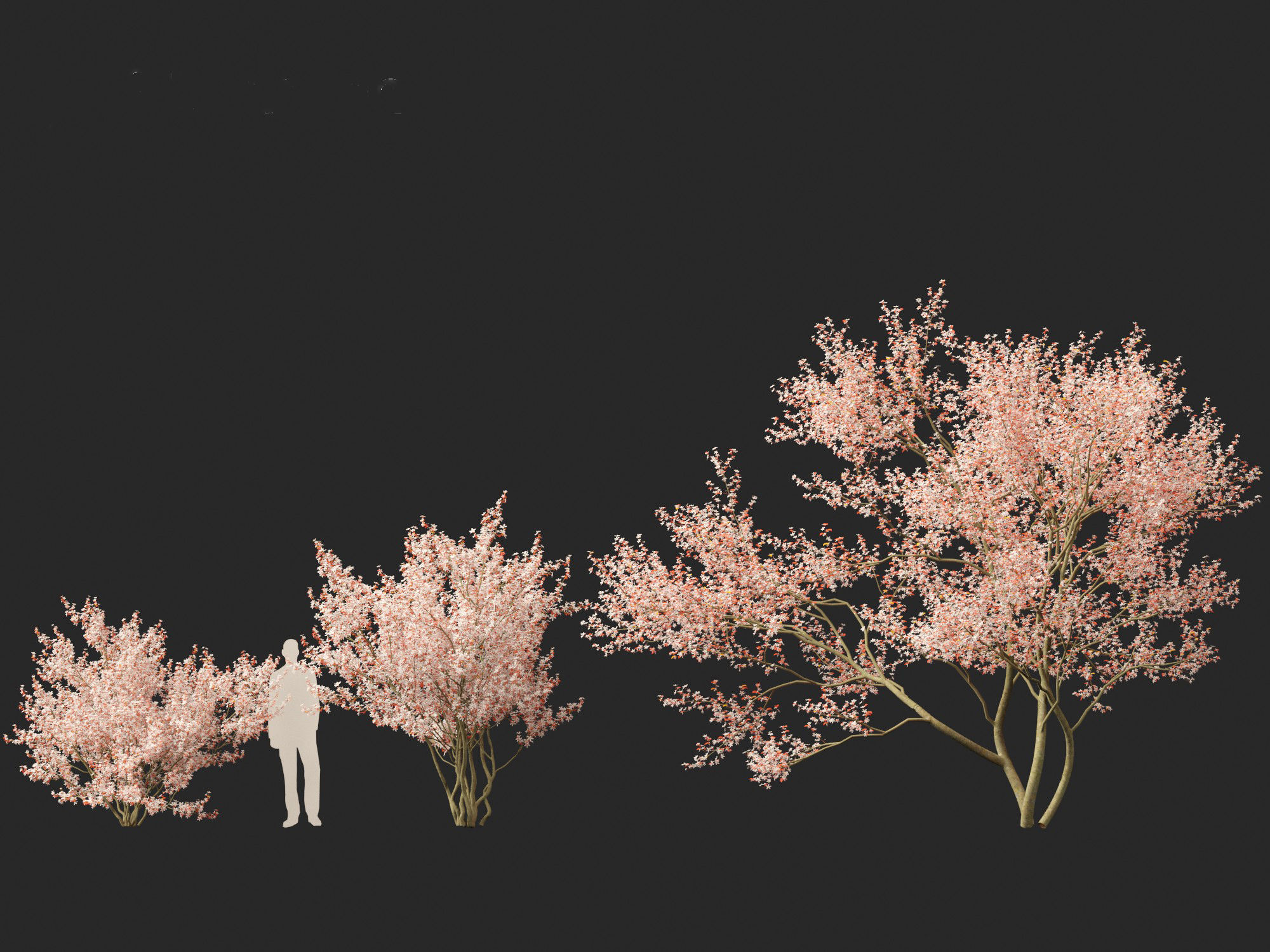 Amelanchier lamarckii - juneberry 02 3D model | CGTrader