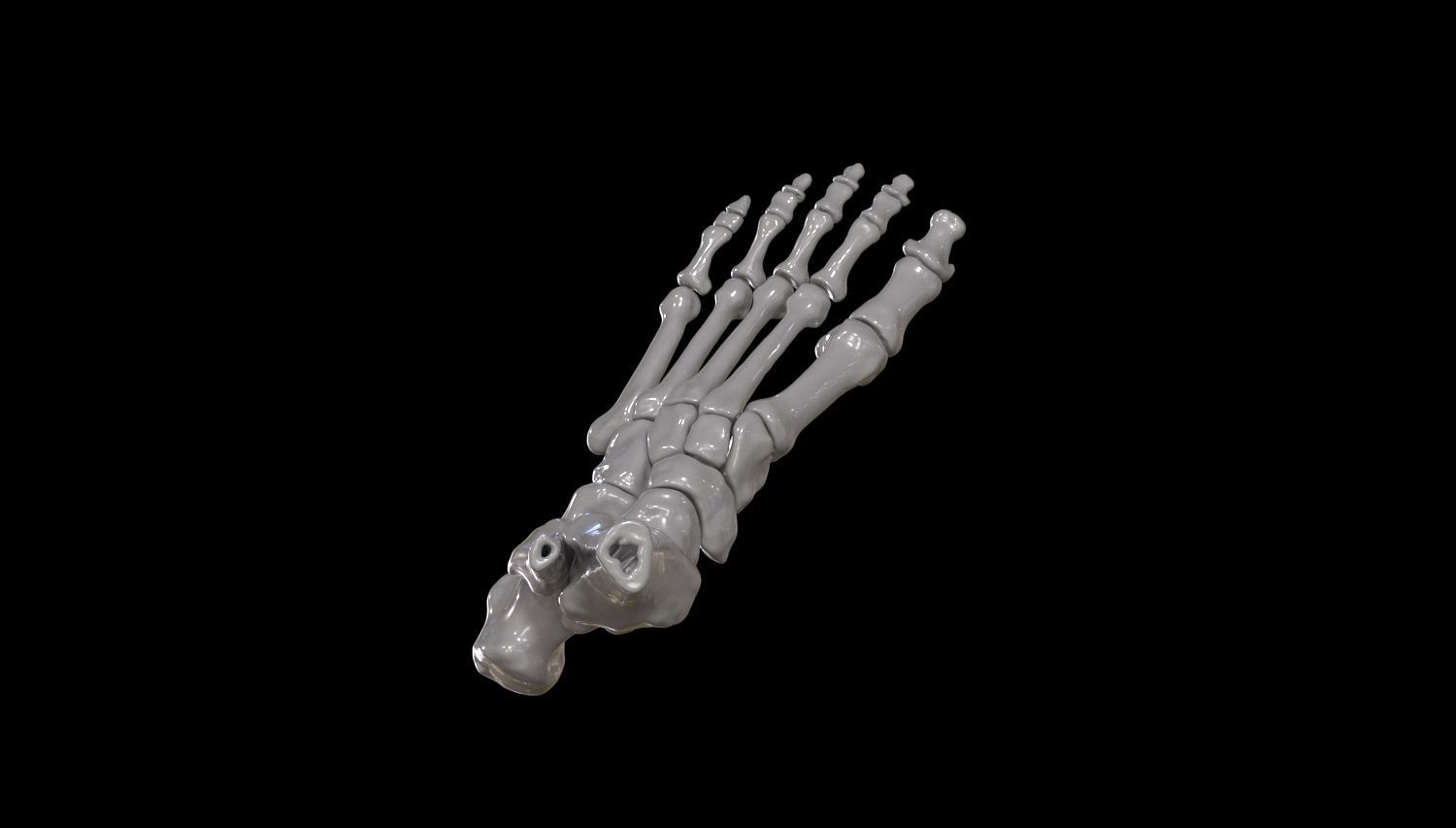 Bones of the Foot 3D model 3D printable | CGTrader