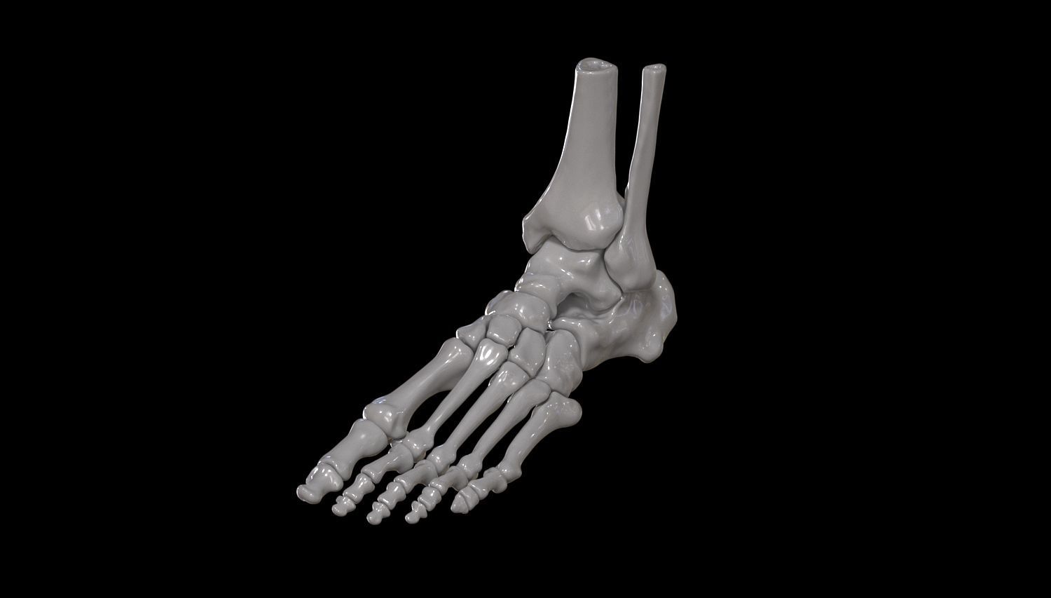 Bones of the Foot 3D model 3D printable | CGTrader