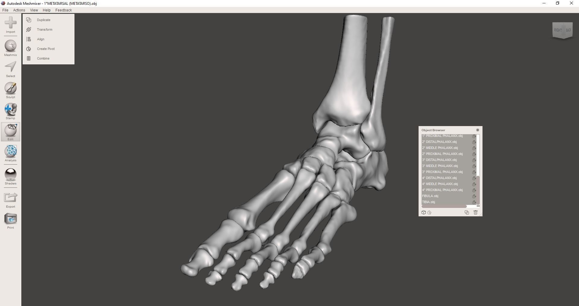 Bones of the Foot 3D model 3D printable | CGTrader