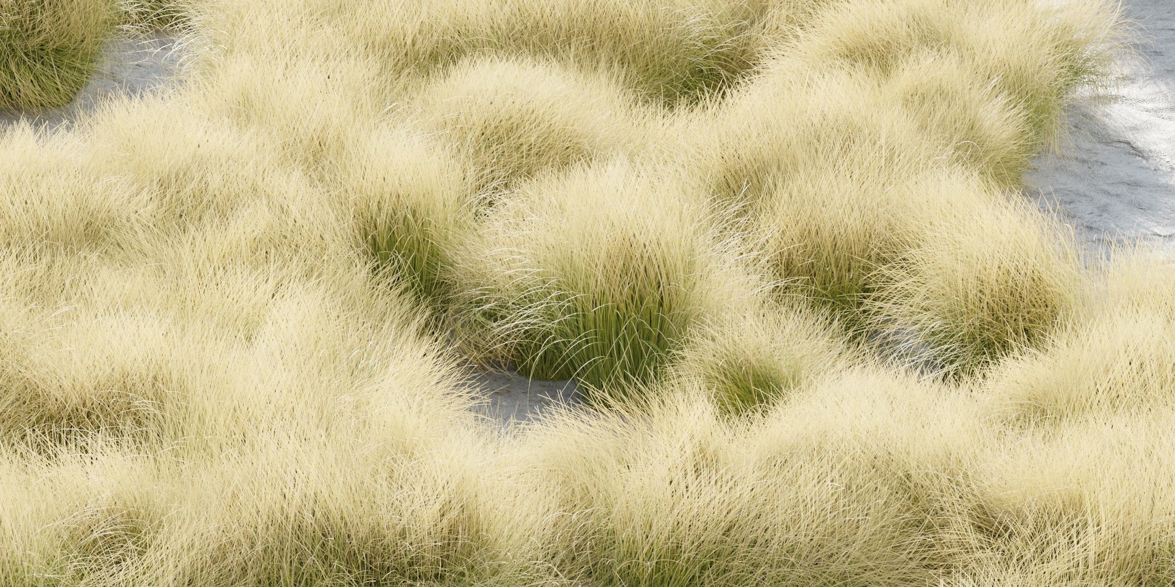 Maram Grass collection vol 155-Blender 3D model | CGTrader