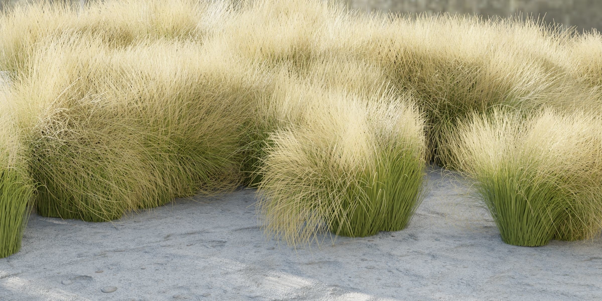 Maram Grass collection vol 155-Blender 3D model | CGTrader