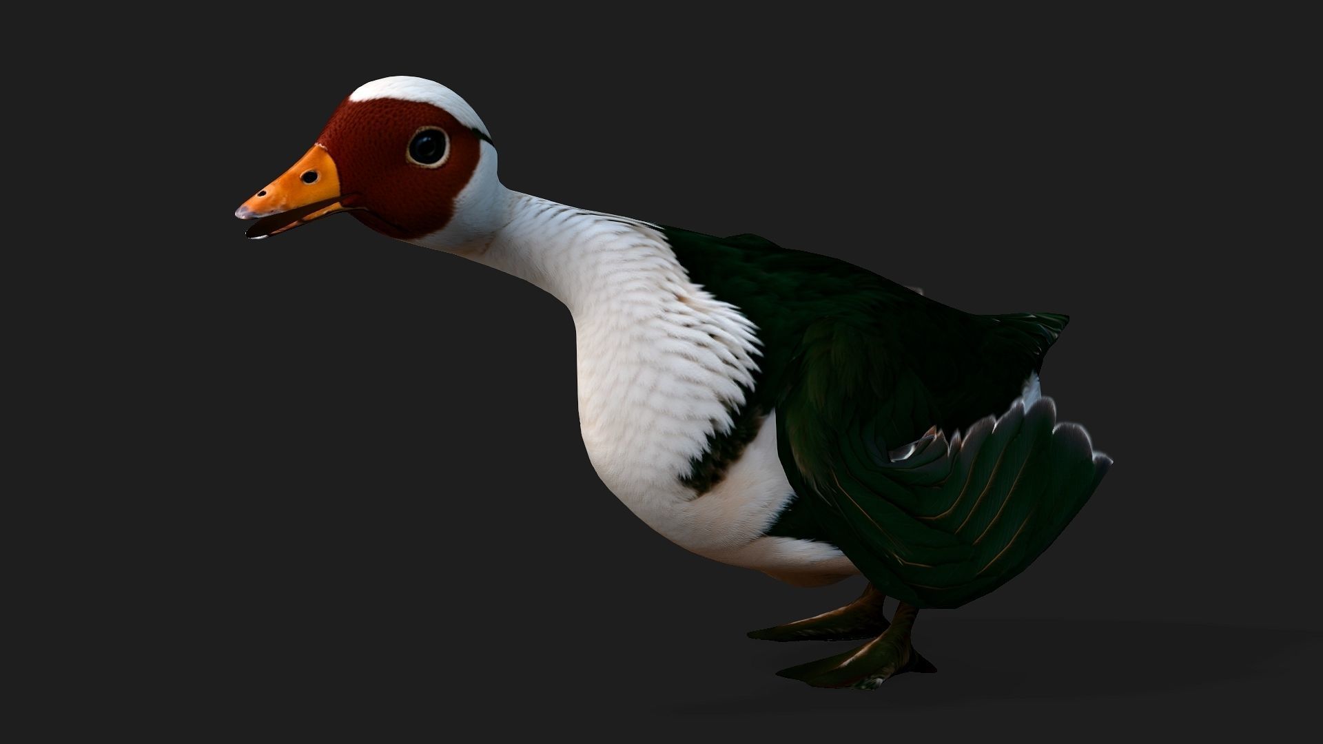 Duck A4 3D model animated rigged | CGTrader