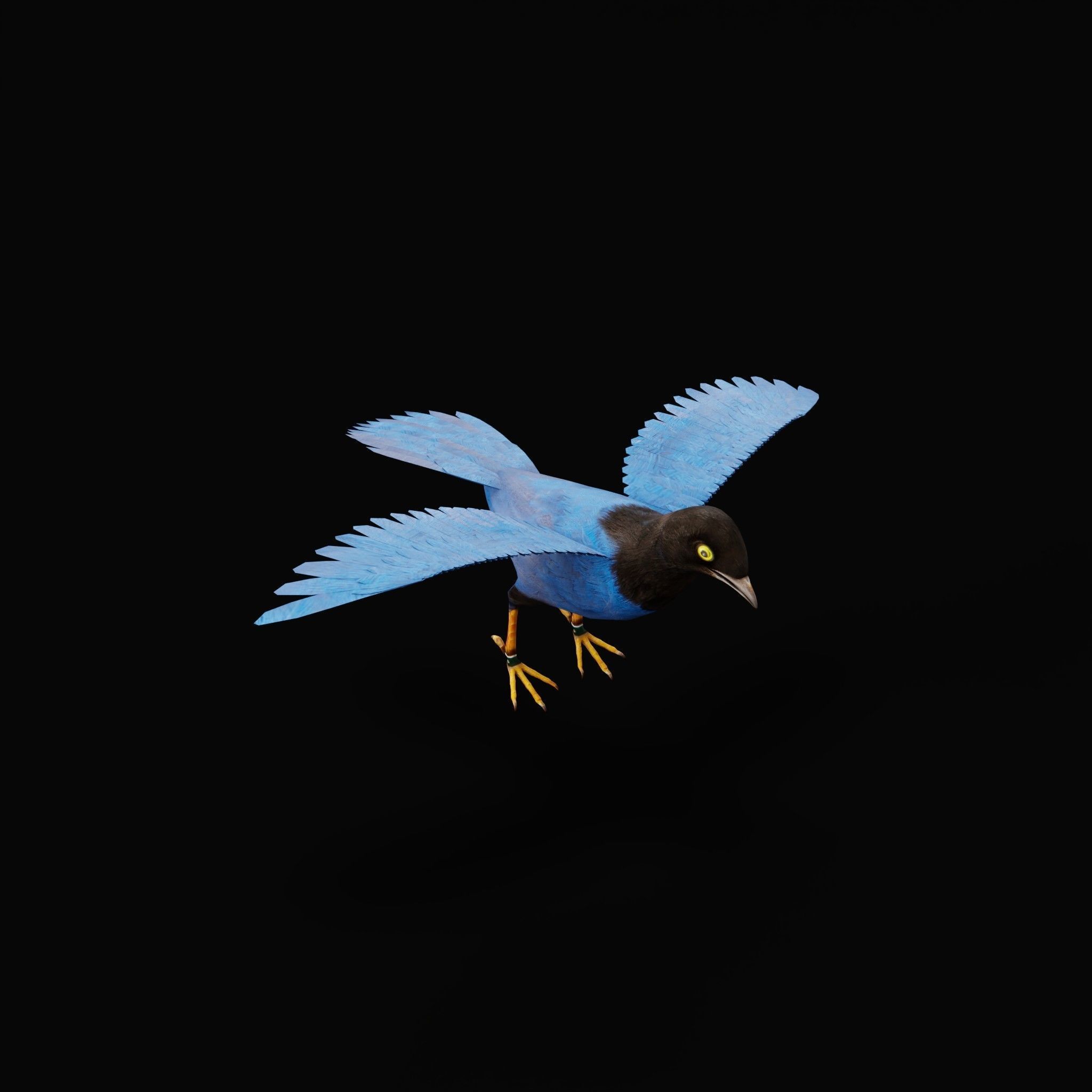 3D model Purplish-Backed Jay Bird VR / AR / low-poly rigged animated ...