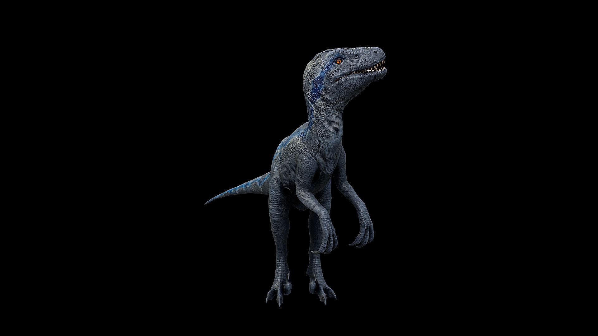 3D model Blue Raptor - Velociraptor VR / AR / low-poly | CGTrader