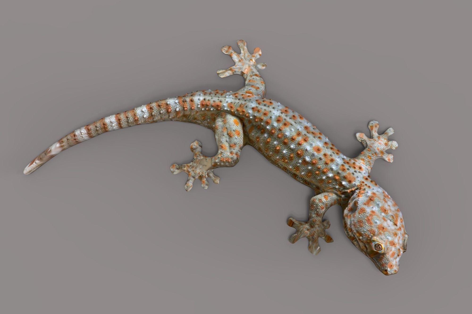 GECKO - GECO 3D model | CGTrader