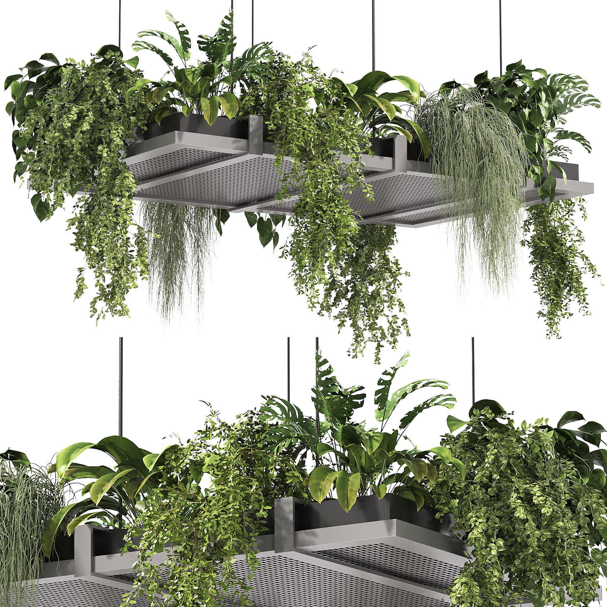 Hanging indoor Plants 3D model | CGTrader
