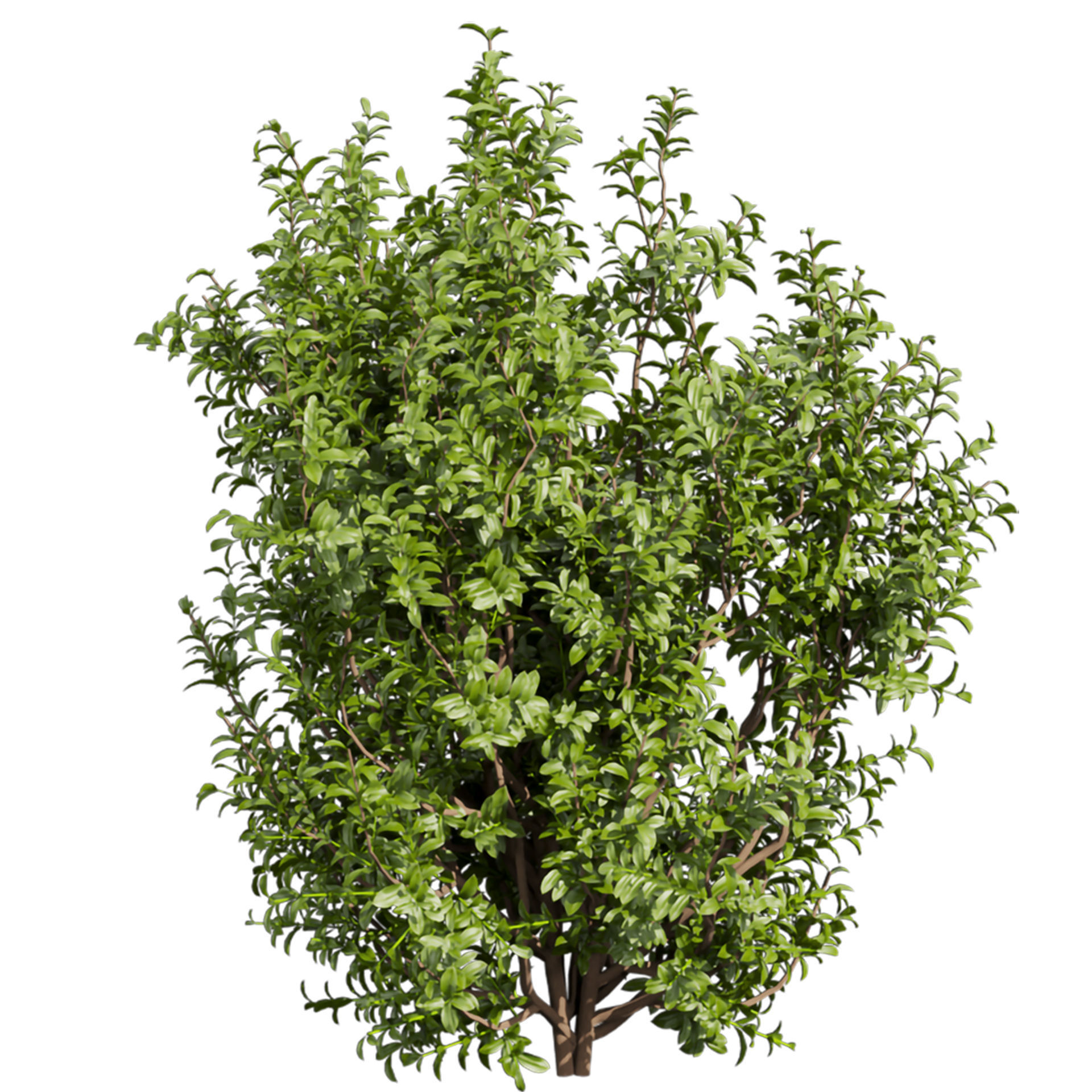 Collection plant vol 551 - Sapodilla - bush - leaf 3D model | CGTrader