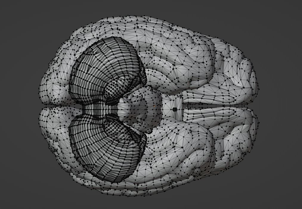 3D Model of Human Brain v2 3D model | CGTrader