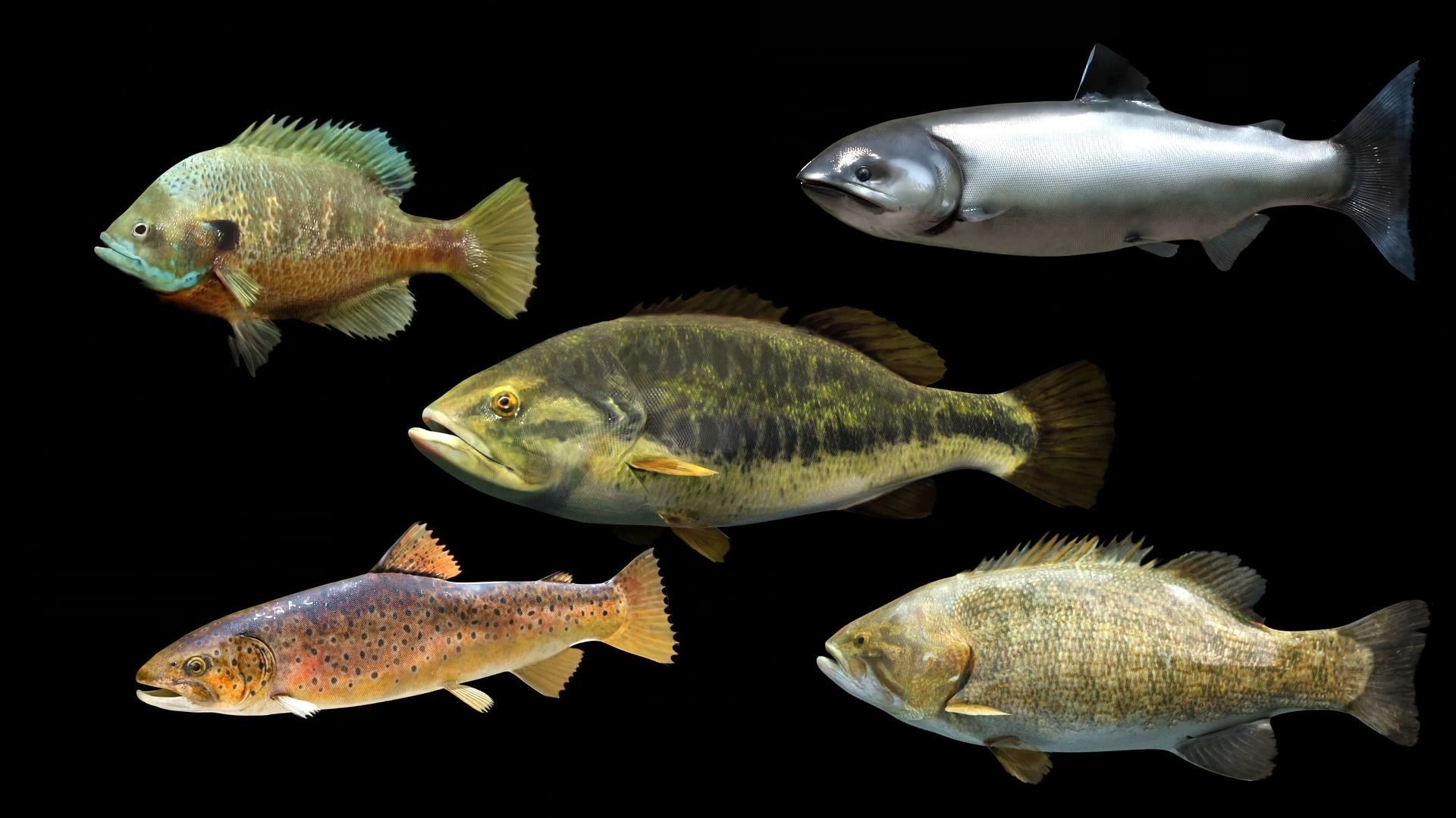 3D model Animated Freshwater Fish VR / AR / low-poly | CGTrader