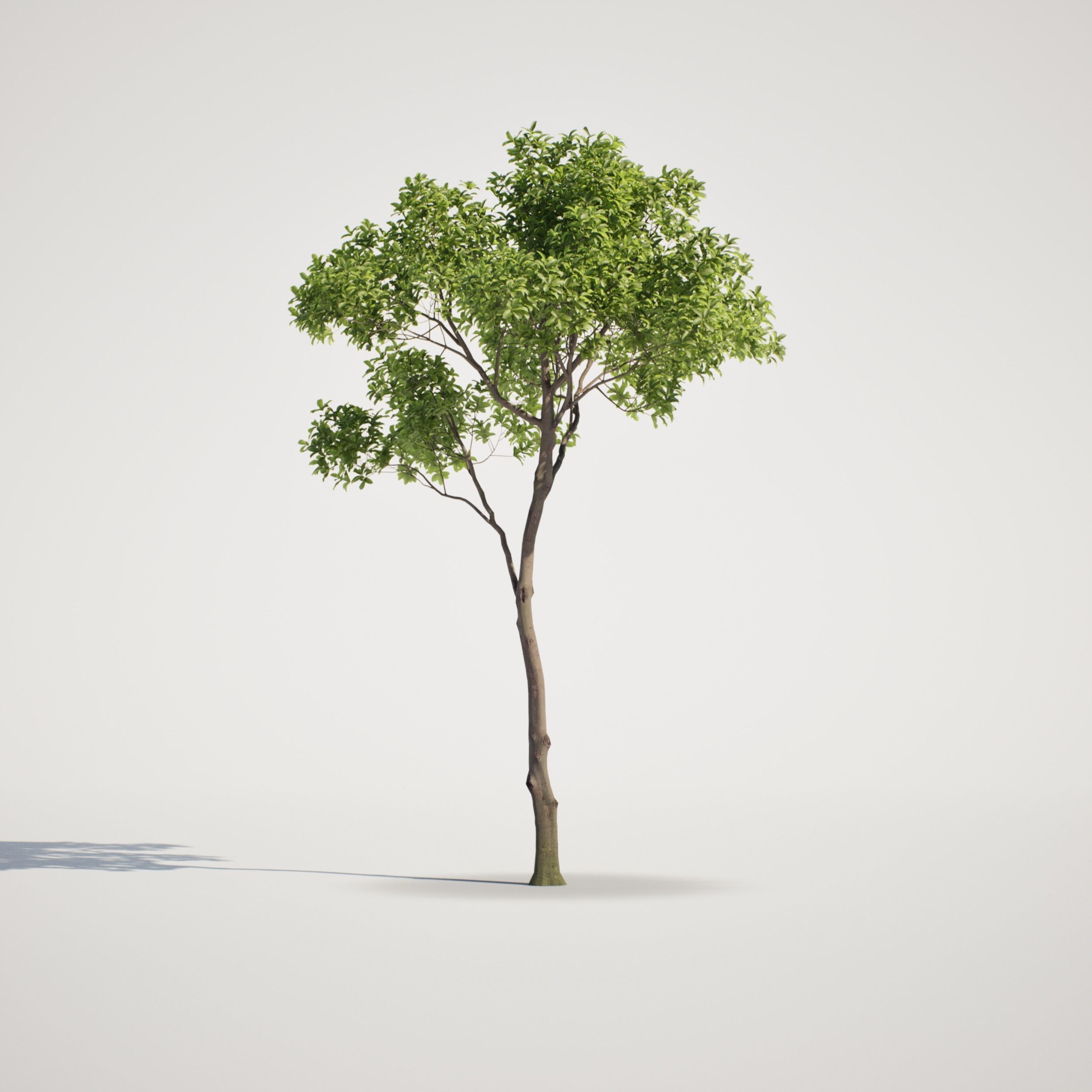 3D model Tree Set 01 - UE5 and Others VR / AR / low-poly | CGTrader
