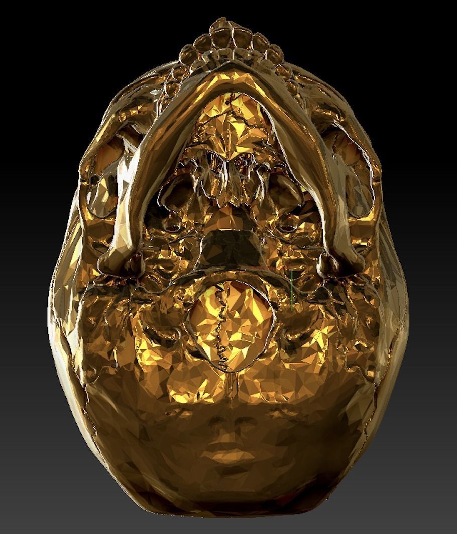 Anatomical Human skull 3D model 3D model | CGTrader