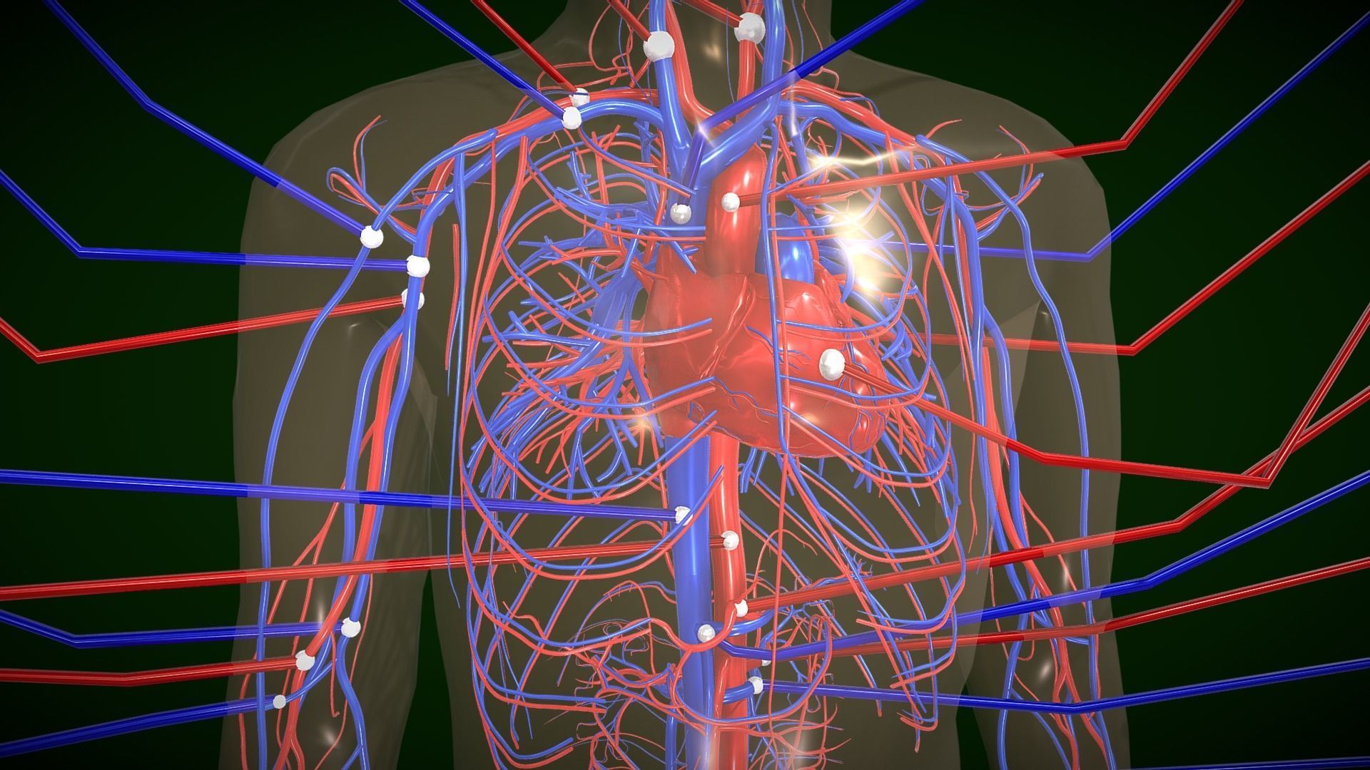 3D model Circulatory System Human Anatomy 3d model VR / AR / low-poly ...