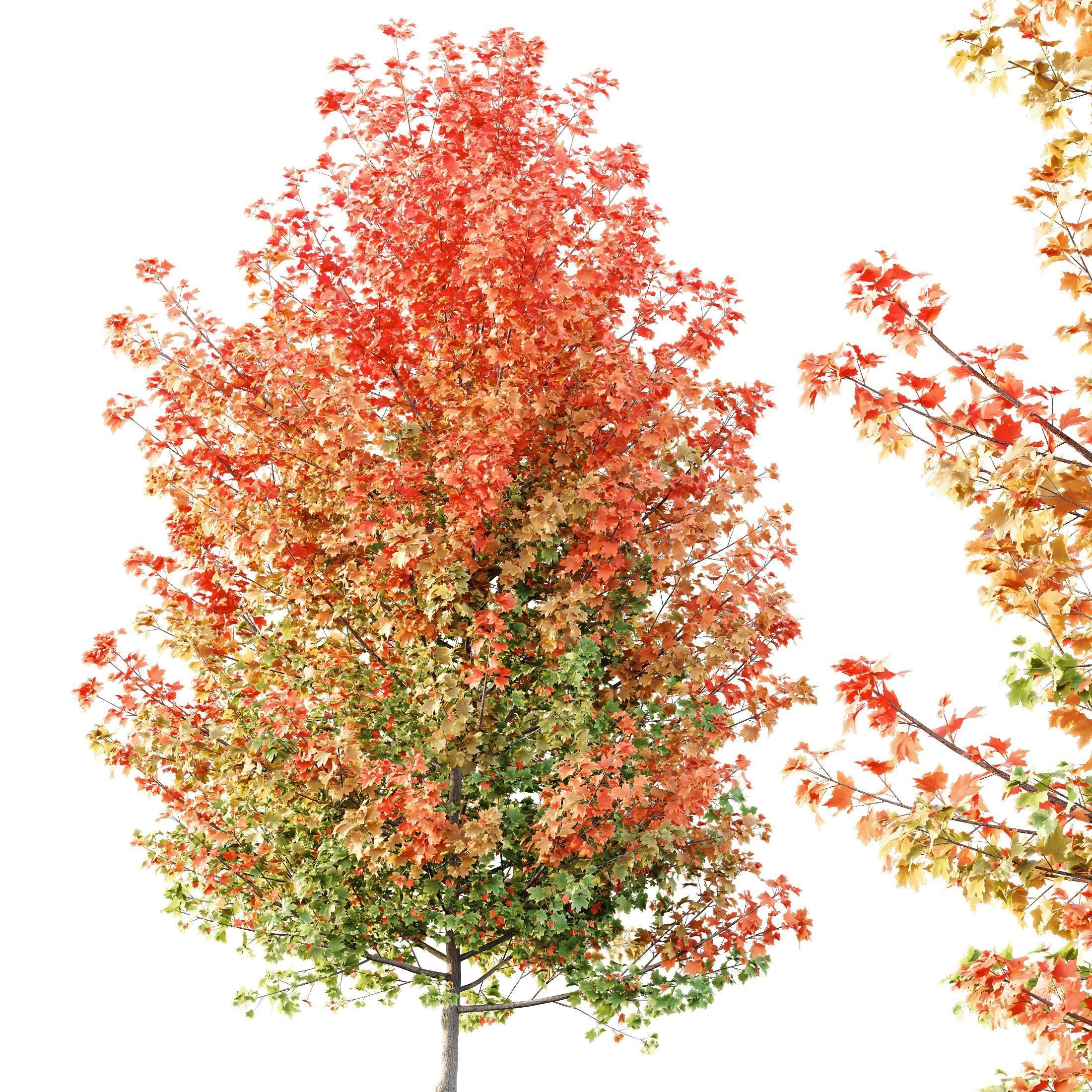 HQ Plants Acer X freemanii Freeman Maple Sapindaceae Tree 3D model ...