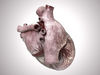 3D model Heart Anatomic Animated PBR VR / AR / low-poly | CGTrader