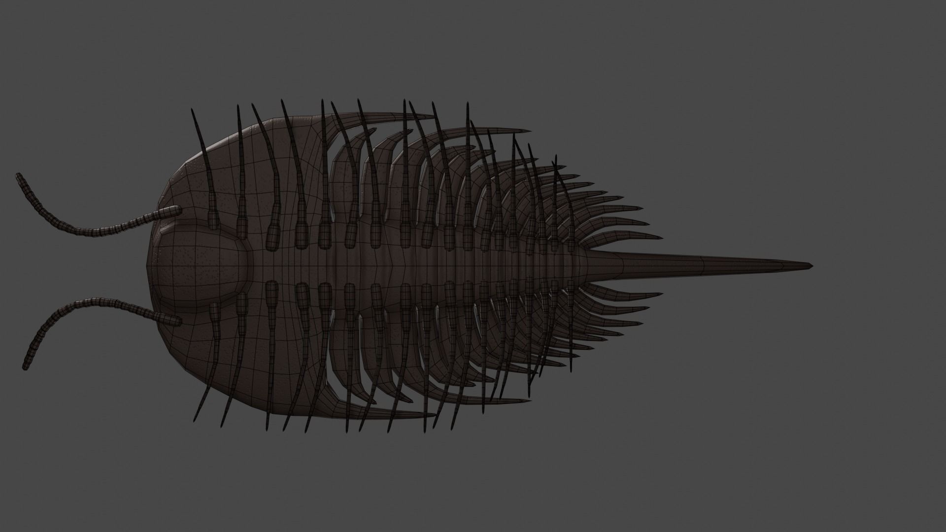 3D model Redlichiida Trilobite VR / AR / low-poly | CGTrader