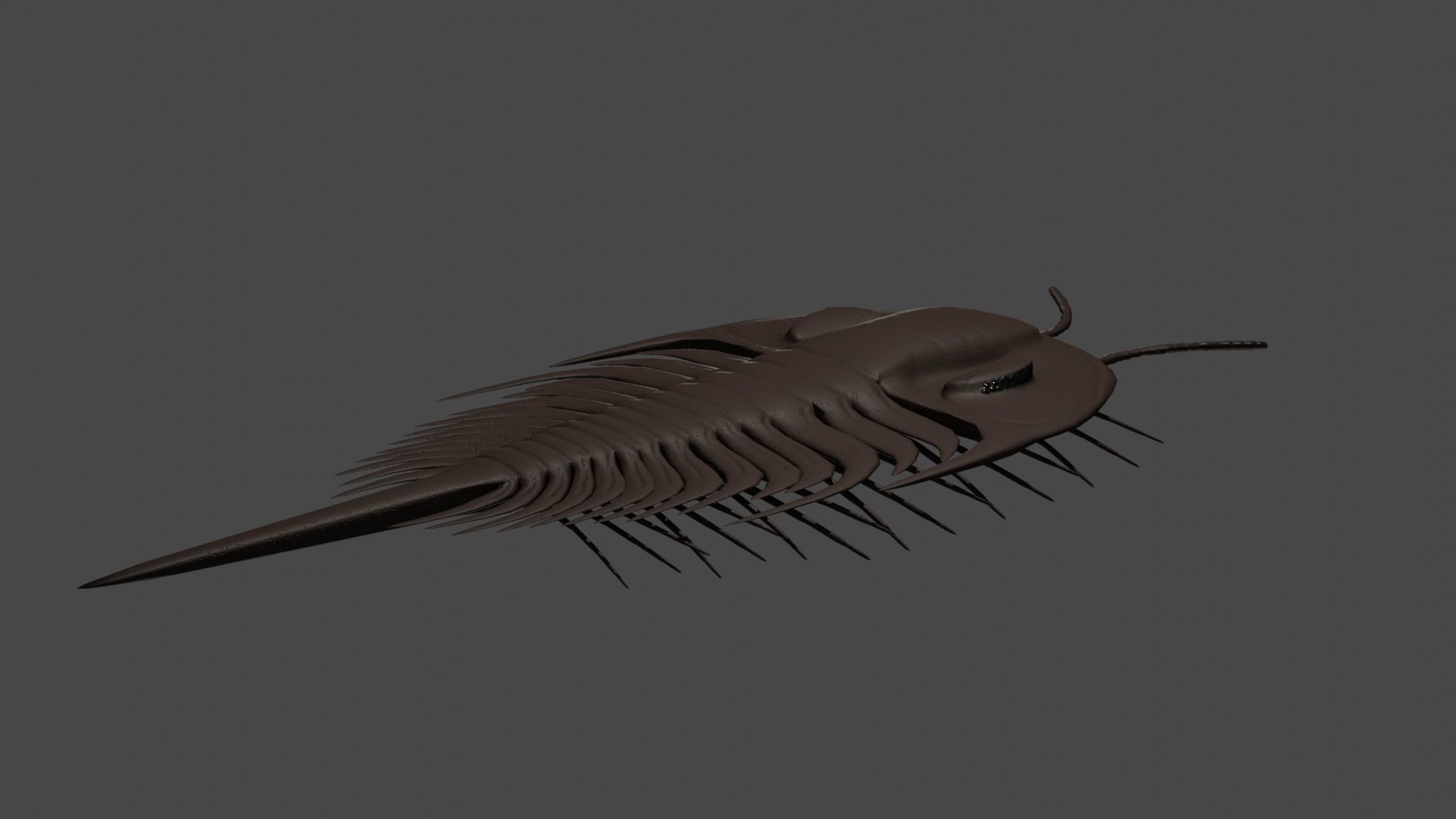 3D model Redlichiida Trilobite VR / AR / low-poly | CGTrader