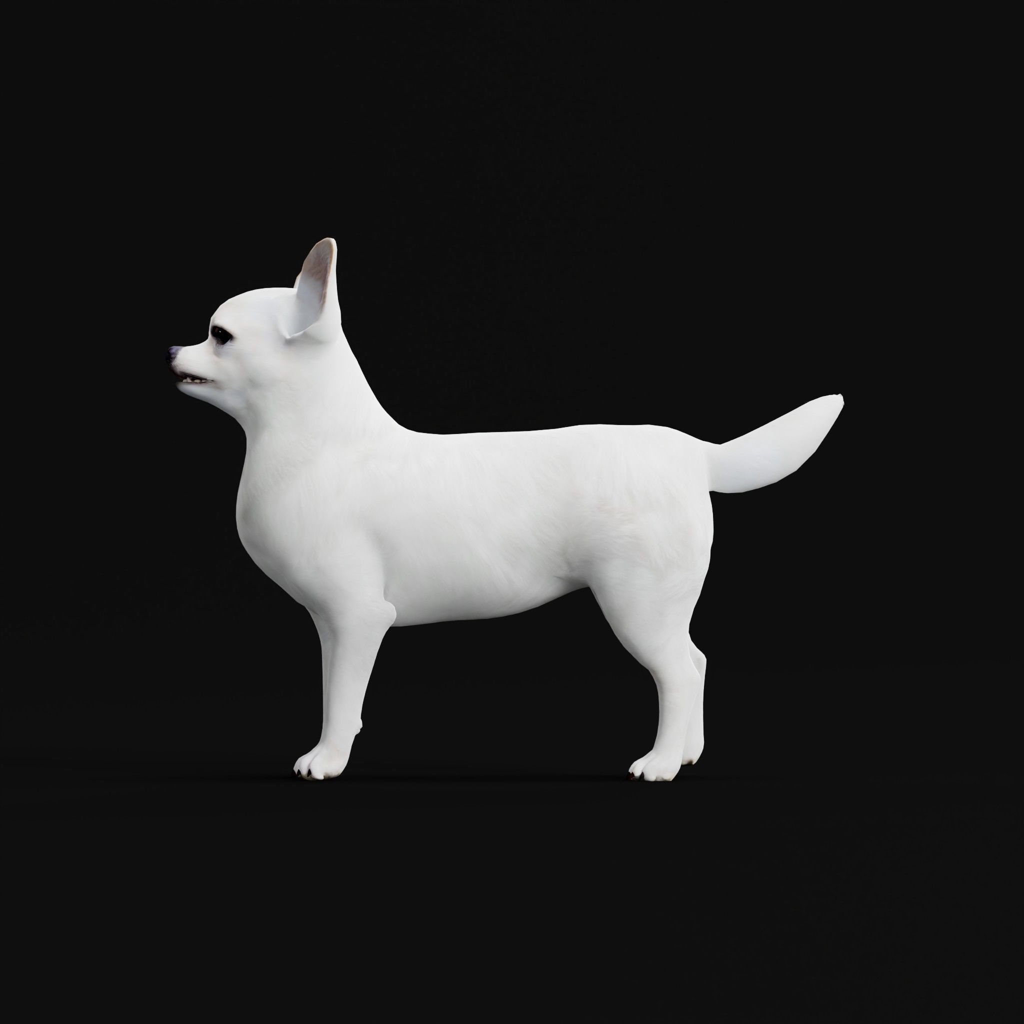 Spitz Dog Mixed Breed 3D model animated rigged | CGTrader