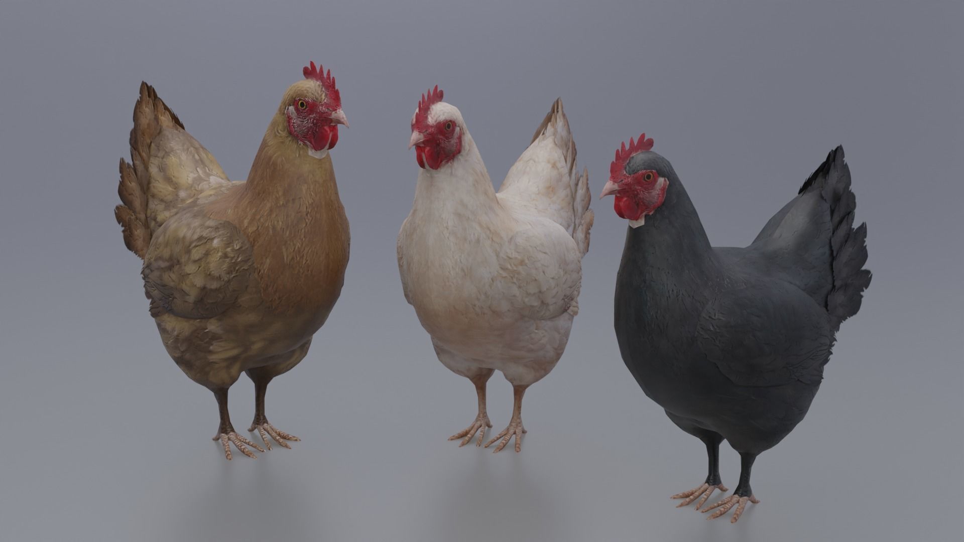 3D model Hen with three different Textures VR / AR / low-poly | CGTrader