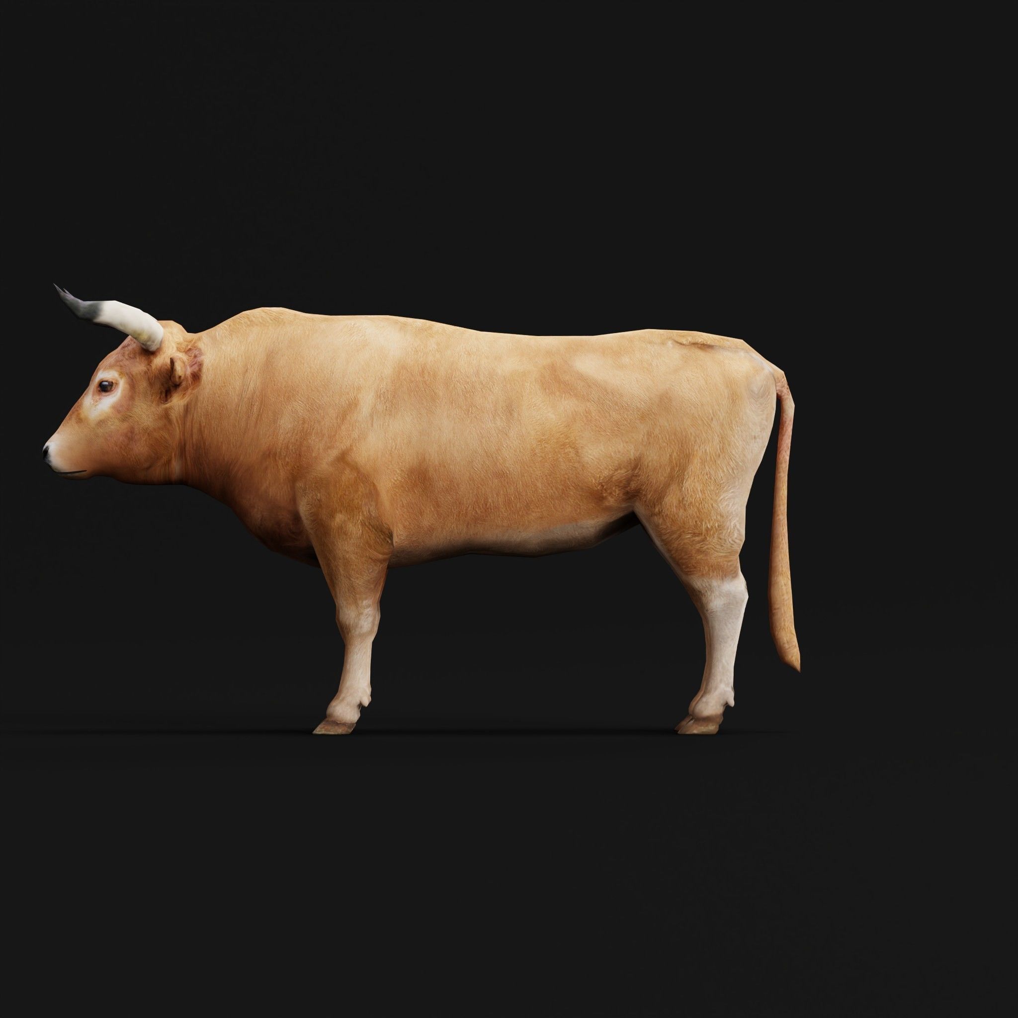 3D model Oxen Bullock Mammal Animal VR / AR / low-poly rigged animated ...