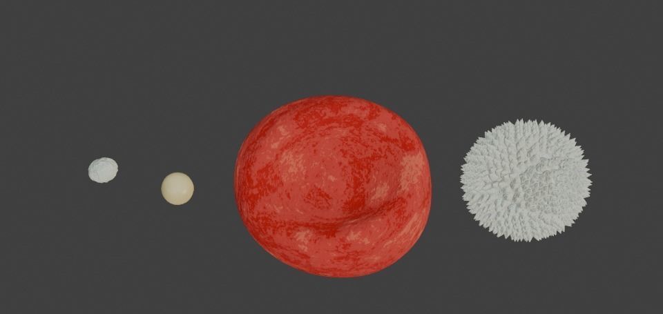 Blood cells inside vein 3D model animated | CGTrader