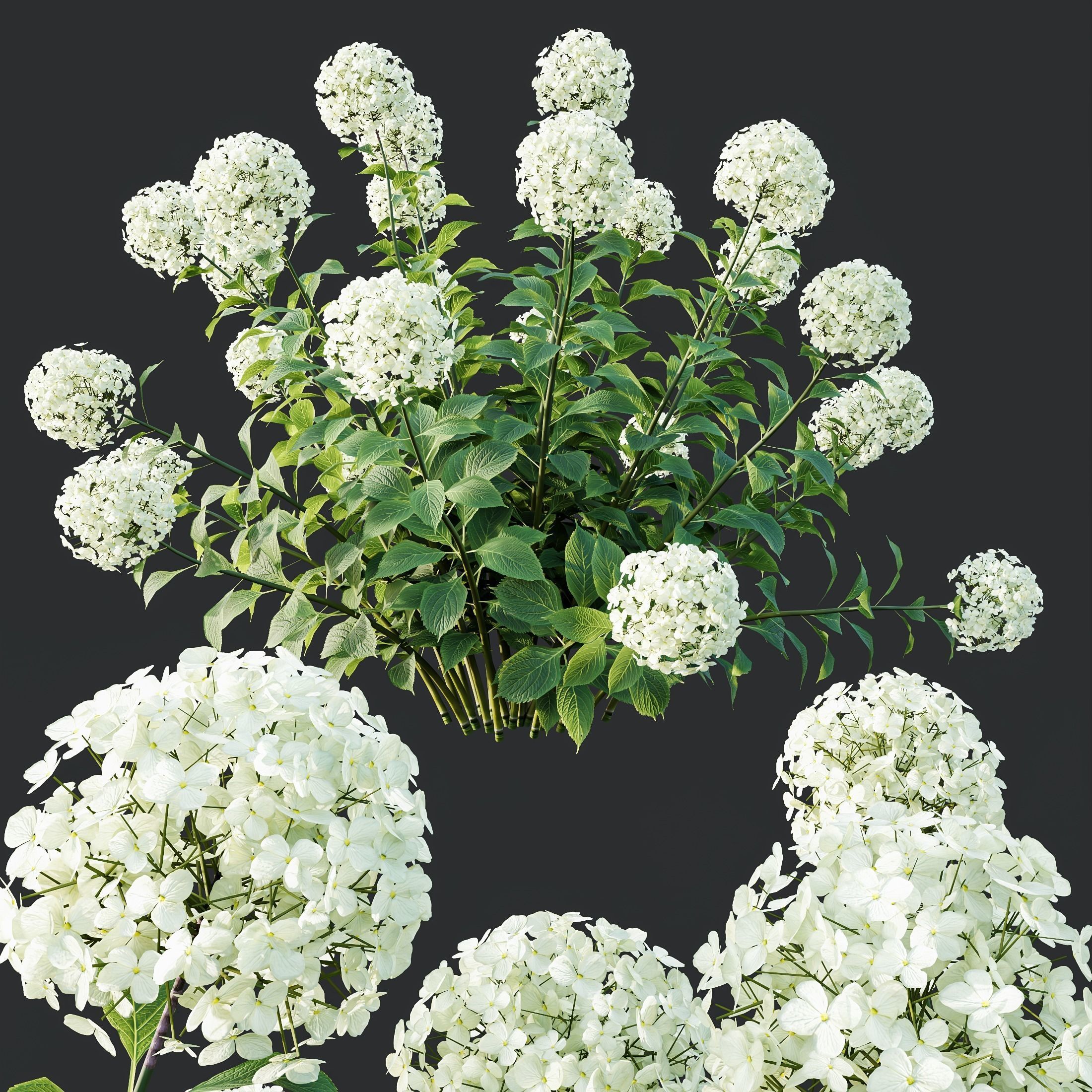 HQ Plants Smooth Wild Hydrangea Arborescens Annabelle 3D model | CGTrader