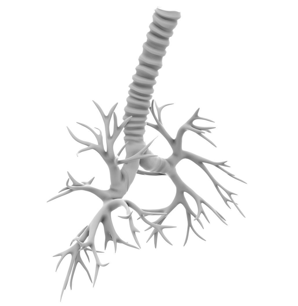 Printable Bronchial Tree 3D model 3D printable | CGTrader
