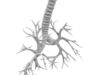 Printable Bronchial Tree 3D model 3D printable | CGTrader