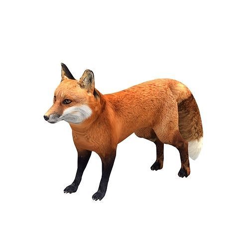 3D model Red fox game ready VR / AR / low-poly | CGTrader