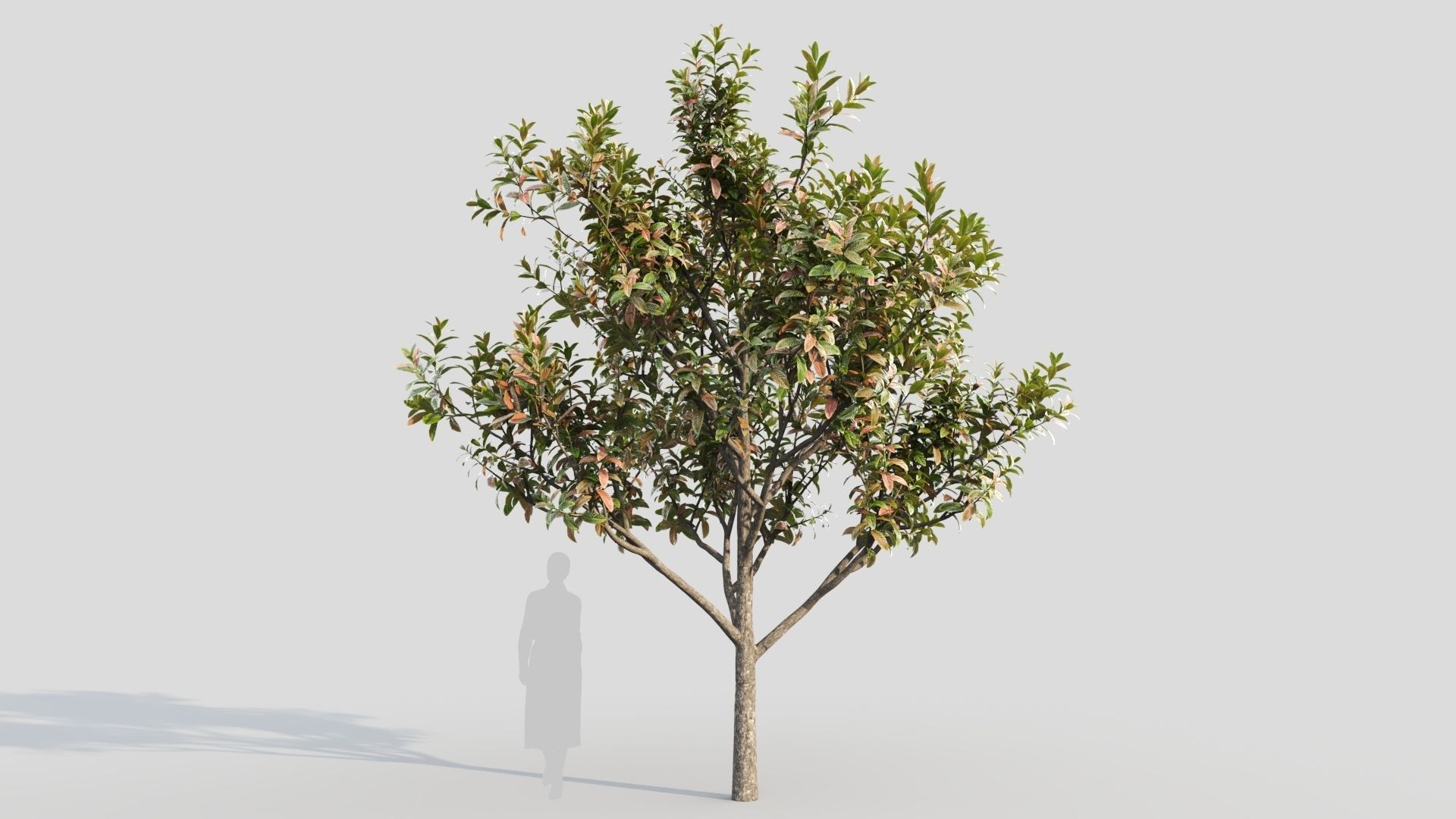 Loquat c 3D model | CGTrader