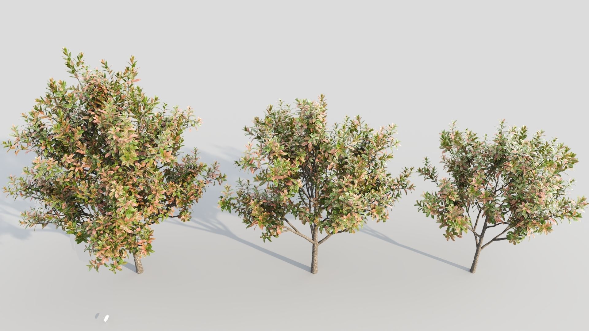 Loquat c 3D model | CGTrader