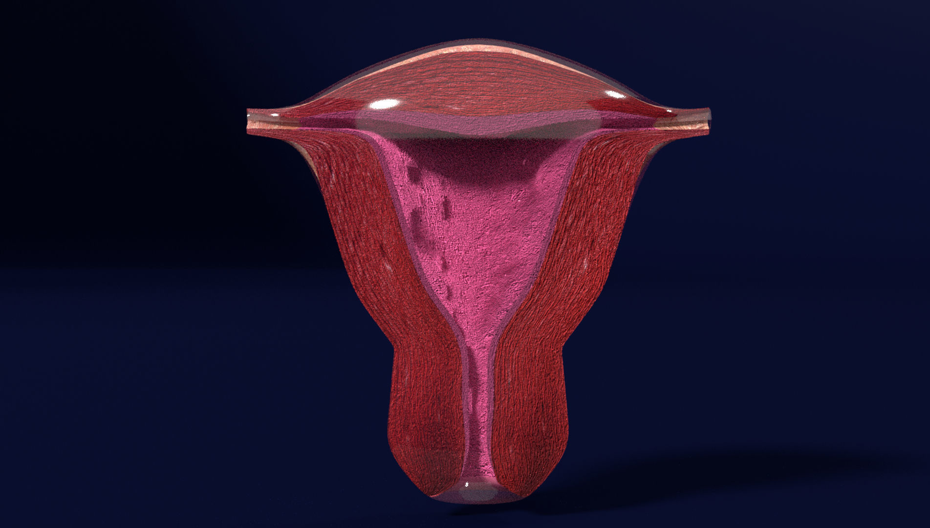 3D model Uterus cut open bisected labelled detail VR / AR / low-poly ...