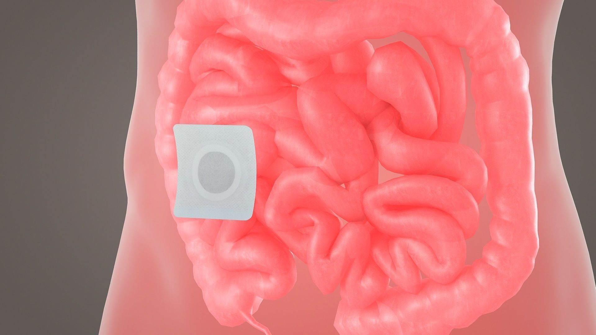 tomach patch magnetic patch animation dissection medical 3D model ...