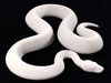 Ball Pythons Realistic Royal Python Pet Snake 3D Print Model 3D model ...