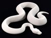 Ball Pythons Realistic Royal Python Pet Snake 3D Print Model 3D model ...