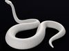 Ball Pythons Realistic Royal Python Pet Snake 3D Print Model 3D model ...