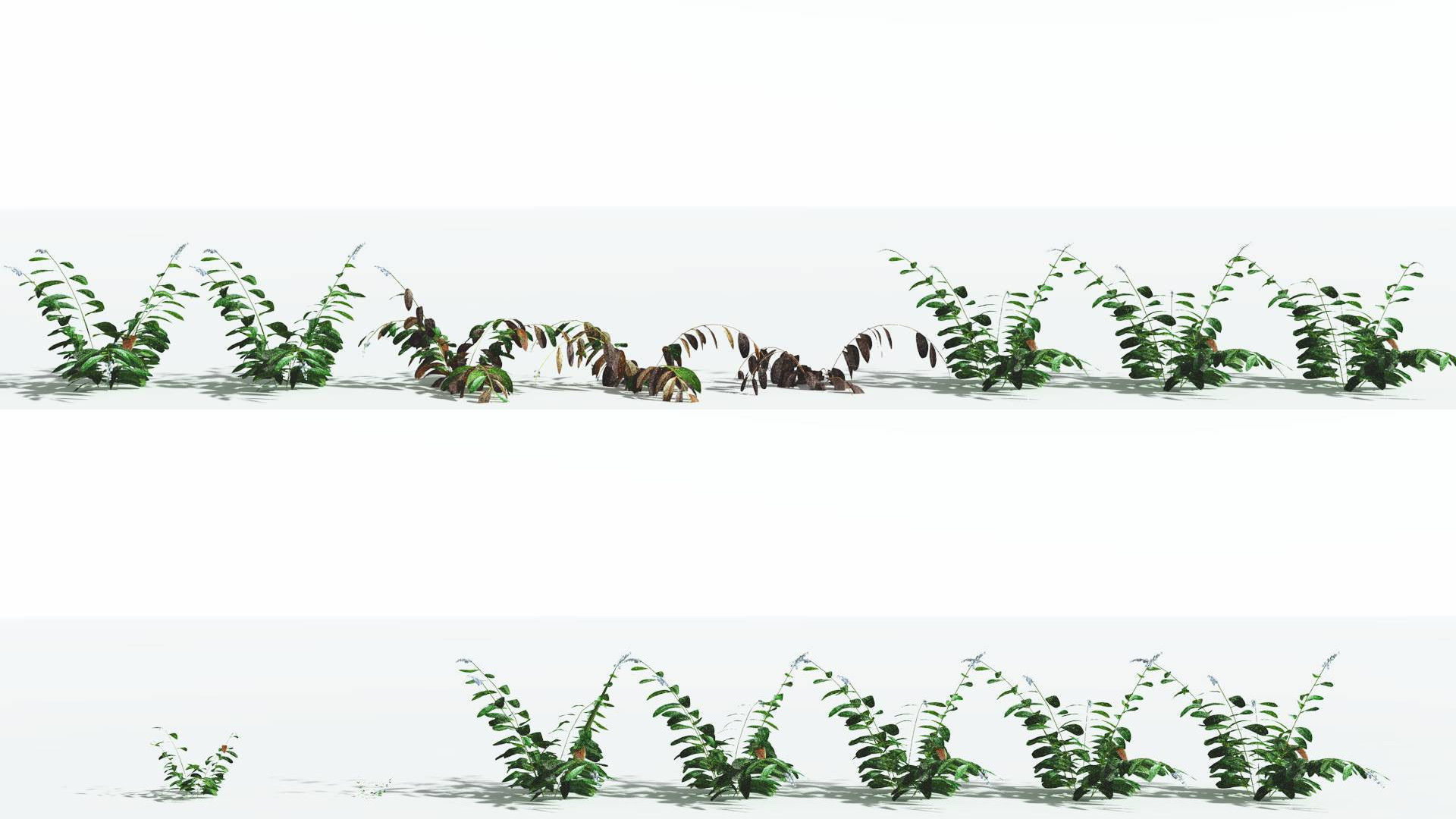 3D model EVERYPlant Native Ginger LowPoly 1 --15 Models-- VR / AR / low ...