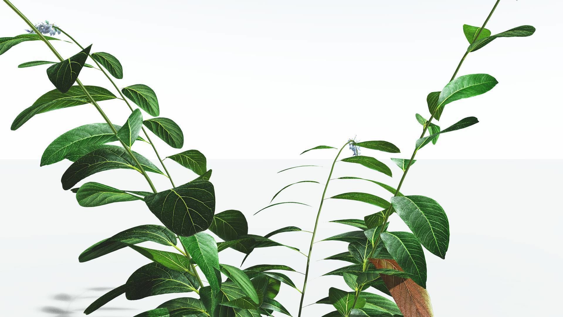 3D model EVERYPlant Native Ginger LowPoly 1 --15 Models-- VR / AR / low ...