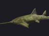 fish shark sawfish animal aquatic extinct ocean 3D model | CGTrader